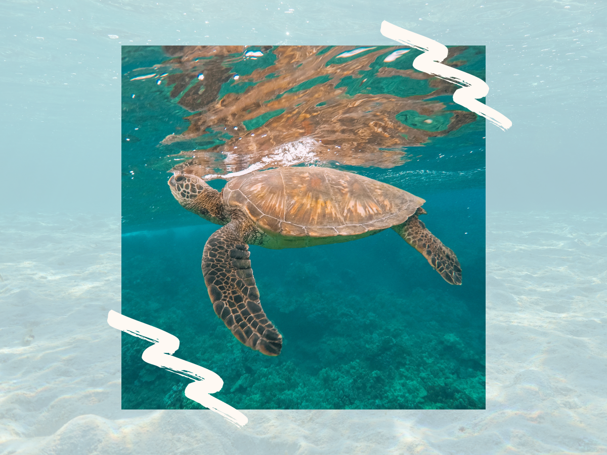 The Best Places To Swim With Turtles On Maui | 2TravelingTheWorld
