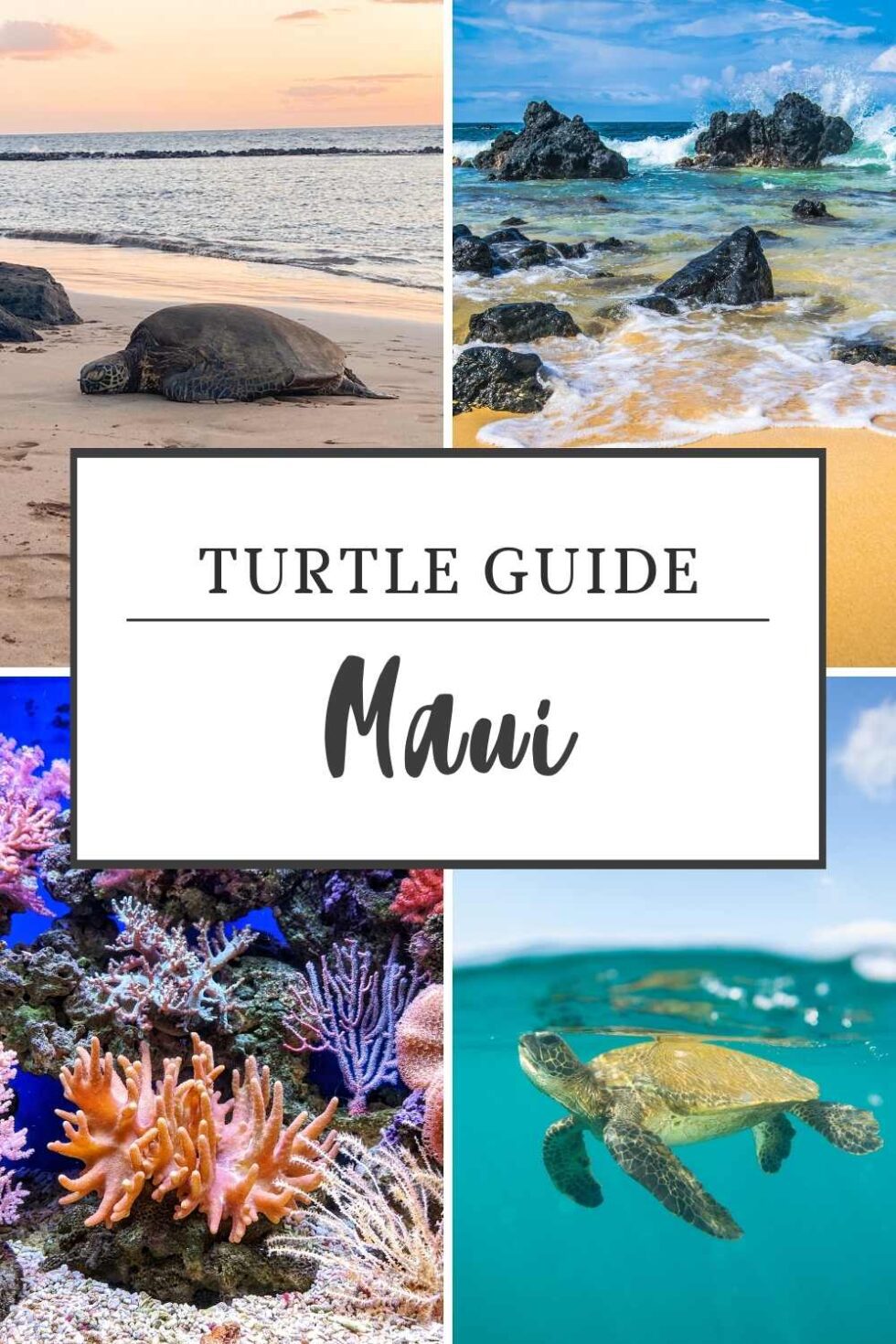 The Best Places To Swim With Turtles On Maui | 2TravelingTheWorld
