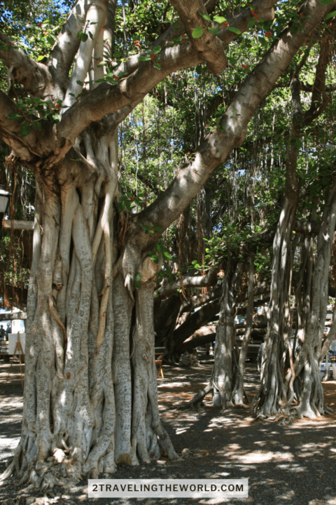67+ Best Things to Do on Maui (2023) - 2 Traveling The World