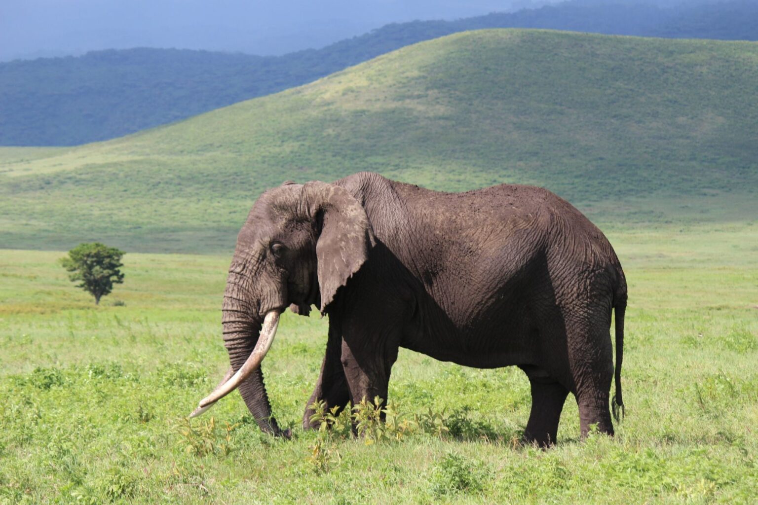 Safari in Africa Cost: Our Full Budget Breakdown